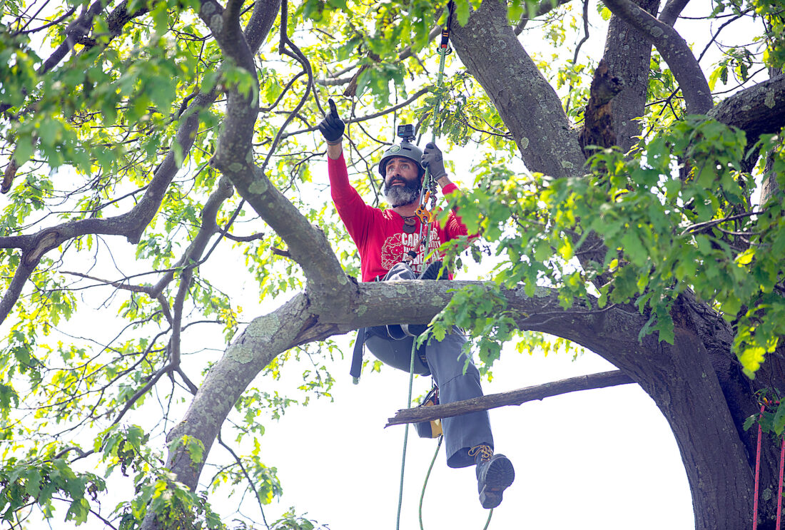 Tree climb puts focus on forests | News, Sports, Jobs - Altoona Mirror